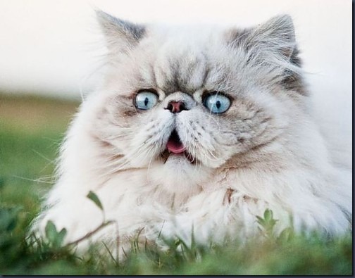 Kitty Stampede: TGIF Kitties